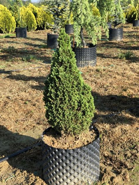 Picea Conica Pinocio