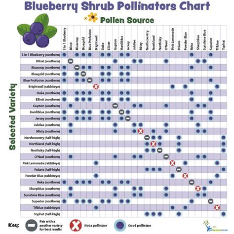 Rabbiteye Blueberry Cross Pollination Chart Pe