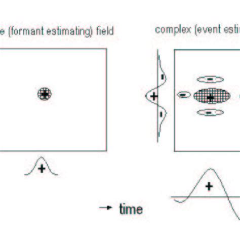 schematic examples of simple and more complex receptive fields