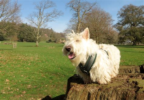 Robert The Bruce Scottish Terrier