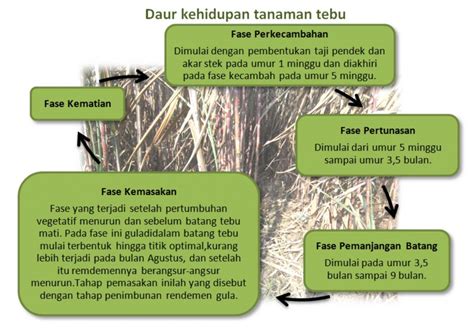 Budidaya Tebu Metode Pupuk Berimbang Hasil Maksimal Agrokompleks Kita