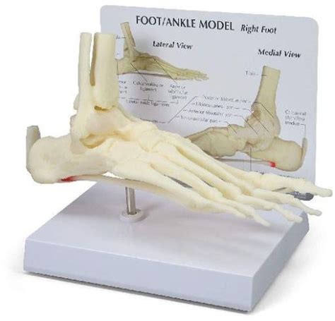 Plastic Human Ankle Model For Science Laboratory Feature Accurate