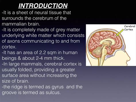 Cerebral Cortex Ppt Pdf Brain And Nervous System Disorders Diseases And Conditions
