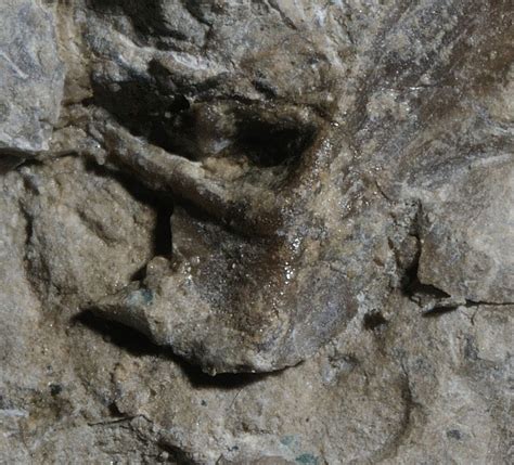 New Specimen Of Unknown Devonian Fossil Fossil Id The Fossil Forum New Specimen Of Unknown Devonian Fossil Fossil Id The Fossil Forum