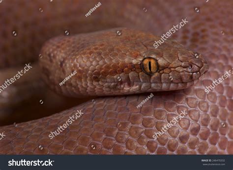 Pygmy Python Images Stock Photos Vectors Shutterstock