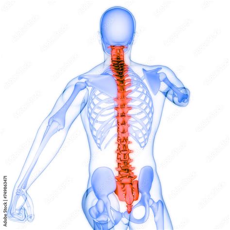 Spinal Cord Vertebral Column Of Human Skeleton System Anatomy Stock