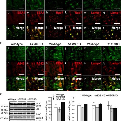 Accumulation Of App Ctfs And Lipid Associated A In Hexb Ko Mice A