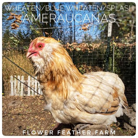 Best Flock On The Block Wheatenblue Wheatensplash Ameraucanas