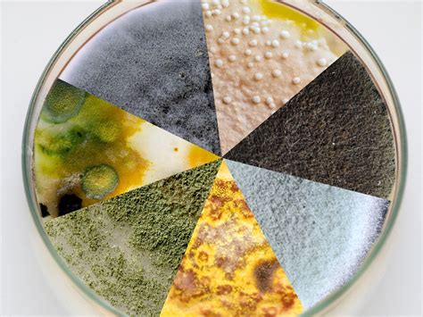 Everything To Know About Mold