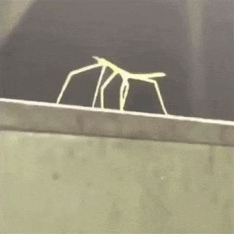 Stick Bug Stick Bugged GIF