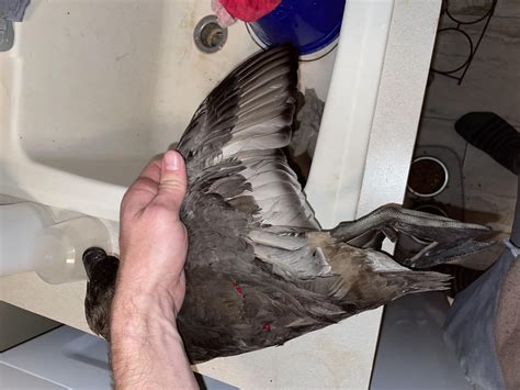 Duck Identification Rduckhunting