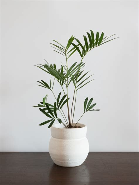 식물과 화분 플로리다 소철 모래알 Moraeal