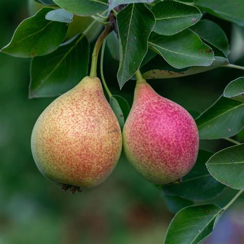 When To Prune Pear Trees To Ensure A Fruitful Harvest Ideal Home