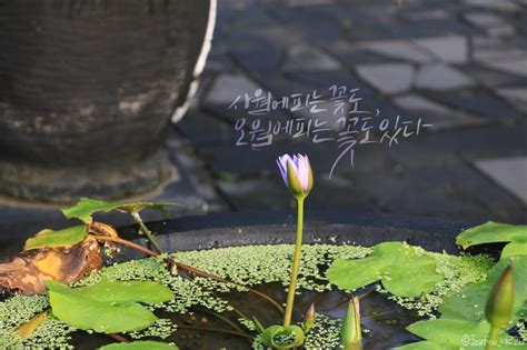오늘의 아이패드 캘리그라피 072