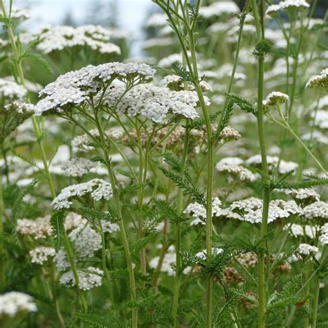 Achillea Millefolium Yarrow Satinflower Nurseries