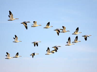 Do Geese Migrate Everything Explained Bird Fact