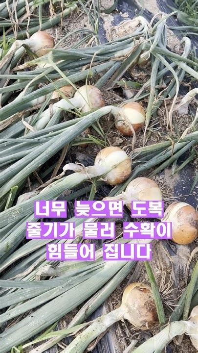 양파의 수확 시기 잘 조절하시기 바랍니다 너무 늦으면 안되요 Youtube