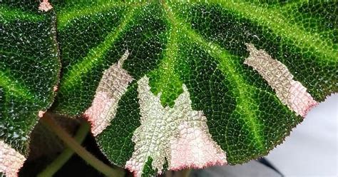 Begonia Soli Mutata Album On Imgur