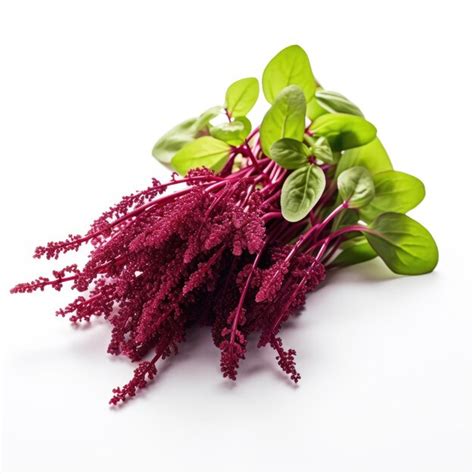 Premium Ai Image Microgreen Amaranth Amaranthus Spp Isolated Generative Ai