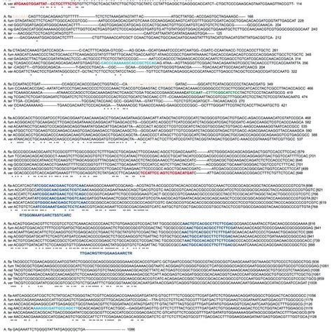 clustalw multiple sequence alignment of six aspergillus scw4 genes a