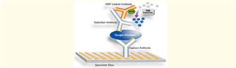 Enzyme Linked Immune Assay Elisa Add The Bacteria Cells Protein