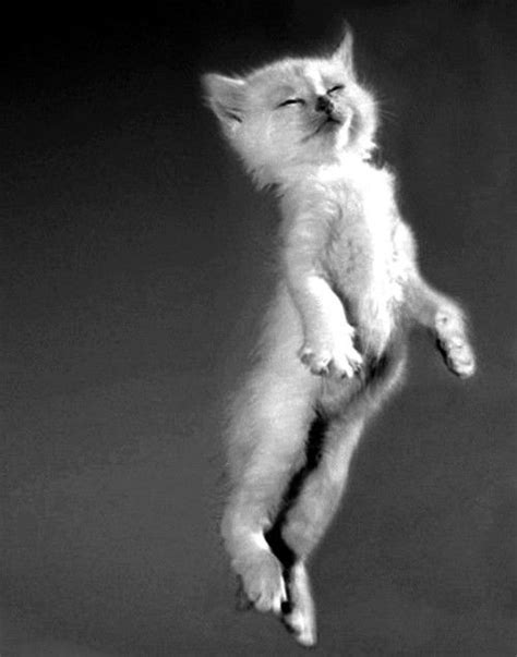 Cute Jumping Cat