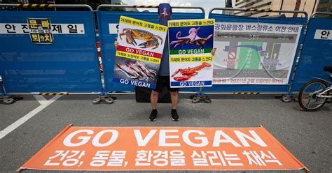 비건 제품 채식주의자용 아닌 건강식식음료업계 라면부터 대체육까지