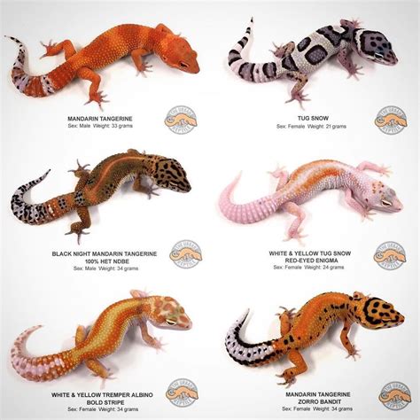 Available Leopard Geckos For Sale Leopard Gecko Species Leopard