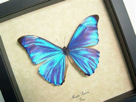Morpho Aurora Butterfly