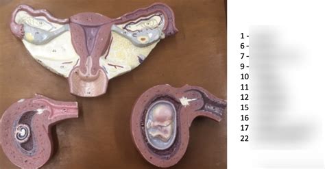 Bsc 216 Anatomy Lab Exam 3 Womens Repro More Diagram Quizlet