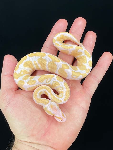 Candy Ball Python By The Florida Reptile Ranch Morphmarket