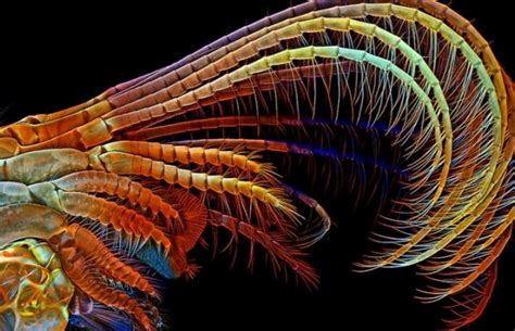 Igor Siwanowicz Captures Tiny Insects With A Scanning Microscope