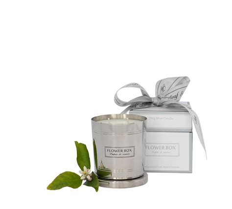 Fig Leaf And Cedar The Standard Candle