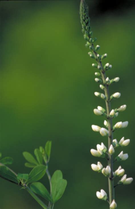 White False Indigo