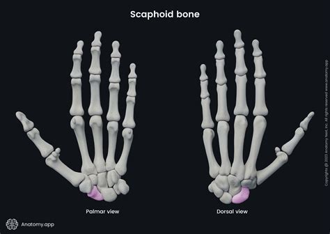 Carpal Bones Anatomy Diagram