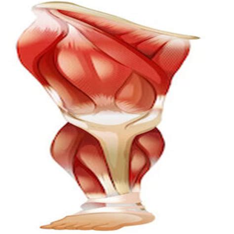 Emg Dataset Of Limb Muscles Kaggle