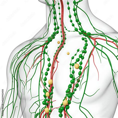 Human Lymphatic System Diagram Lymph Nodes And Anatomy 1 Premium Ai