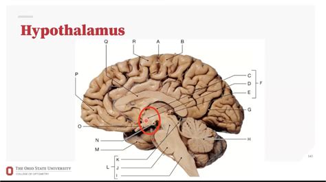 Hypothalamus And Surrounding Structures Neuroanatomy Spring 2025