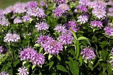 23 Native Plants Making A Comeback In The Midwest