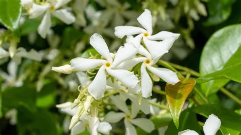 25 Best Climbing Plants For Your Fences Trellis Or Pergola