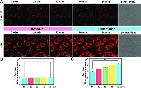 Real Time Fluorescence Imaging Of Lysosomal Viscosity In Hepatocytes