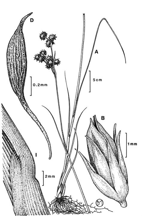 Juncus Canadensis Canada Rush Go Botany