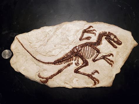 Velociraptor In Matrix Fossil Etsy