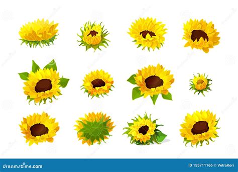 Vector Sunflower 7421218