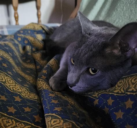 That Face 🙂 R Cavapoo