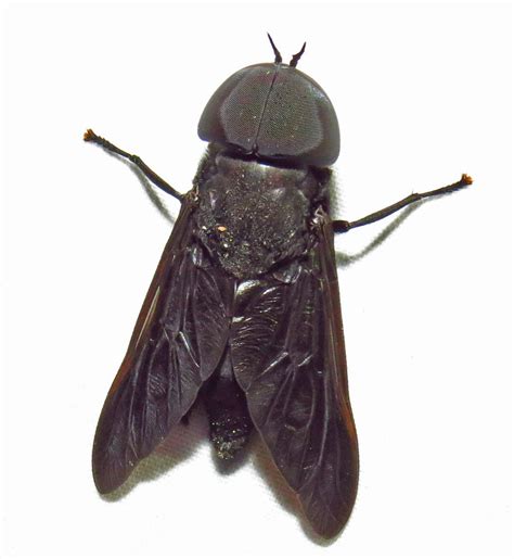Tabanus Atratus Bioquipbugs