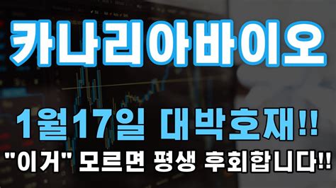 카나리아바이오 1월17일 화요일 대박호재 이거 놓치면 평생 후회합니다 주준미들 필수시청 종목 종목추천 주가