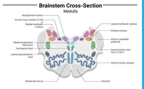 Lab 7 Quiz Flashcards Quizlet