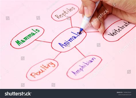 496 Woman Drawing Mind Map Images Stock Photos Vectors Shutterstock