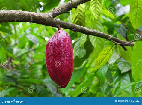 Cocoa Tree With Pods Stock Image Image Of Indonesia